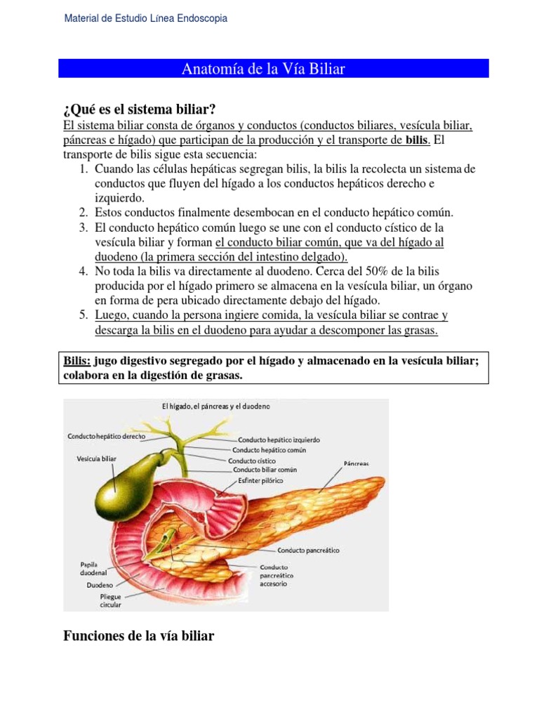 Anatomia, Patologias y Procedimientos Via Biliar | PDF | Bilis ...