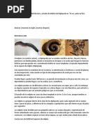 Anatomía de las Falanges en Veterinaria | PDF | Sistema esquelético ...