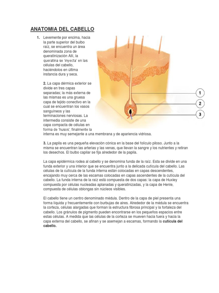 Anatomía y Estructura del Cabello | PDF | Pelo | Especialidades Medicas