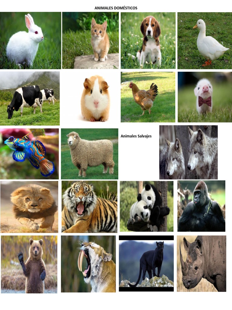 Animales Domesticos, Salvajes y Acuaticos | PDF