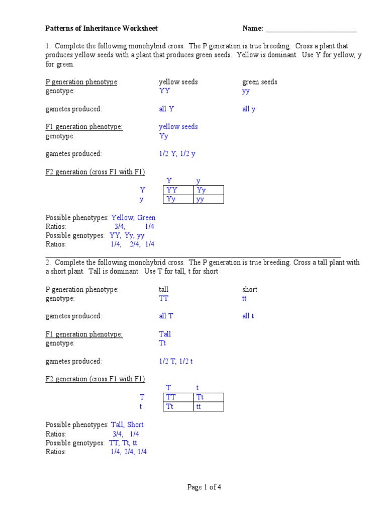 YY Yy All Y All y Yellow Seeds Yy 1/2 Y, 1/2 Y: Patterns of Inheritance ...