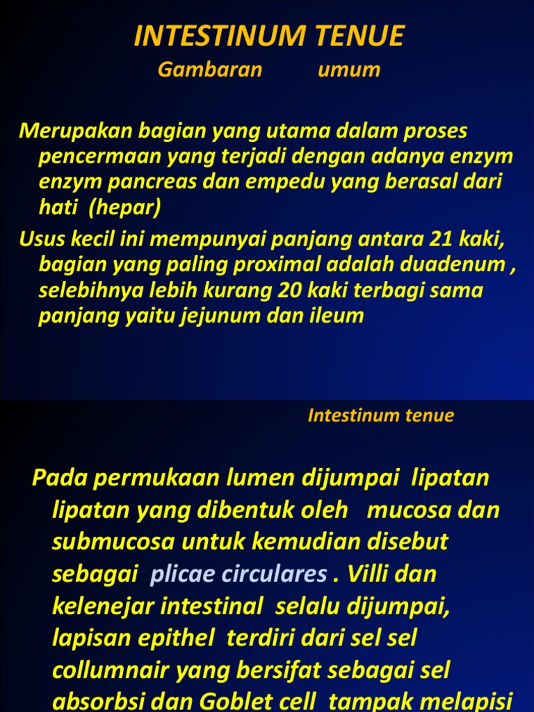 Intestinum Tenue | PDF