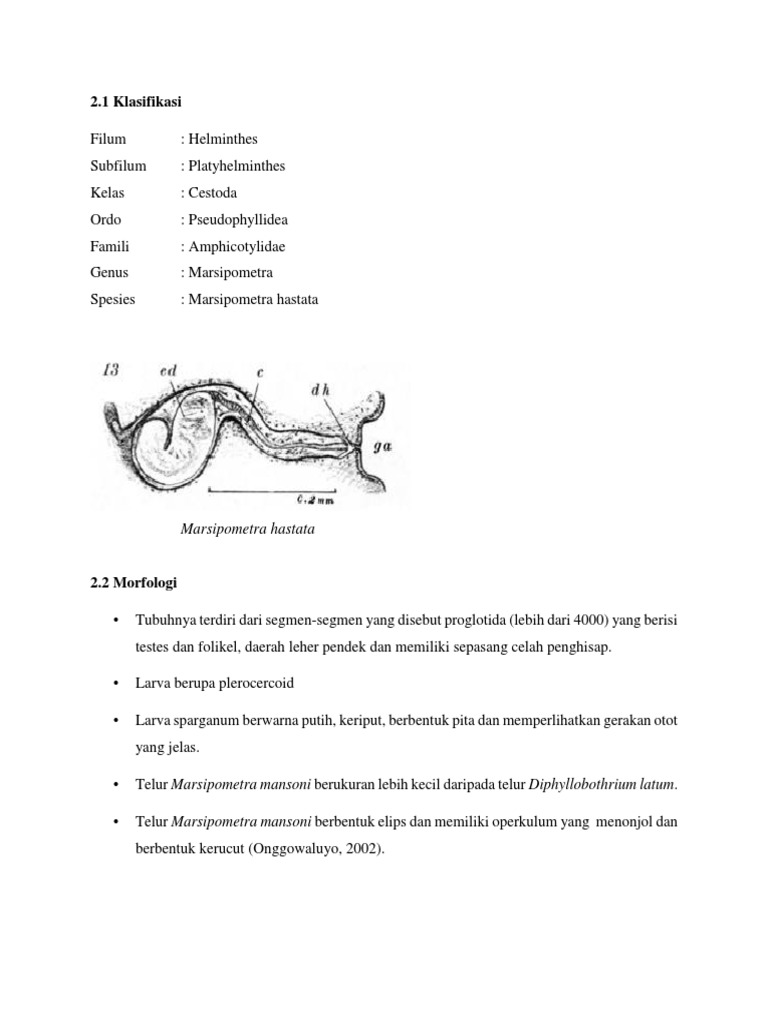 Klasifikasi dan Morfologi Marsipometra | PDF | Griya & Taman ...