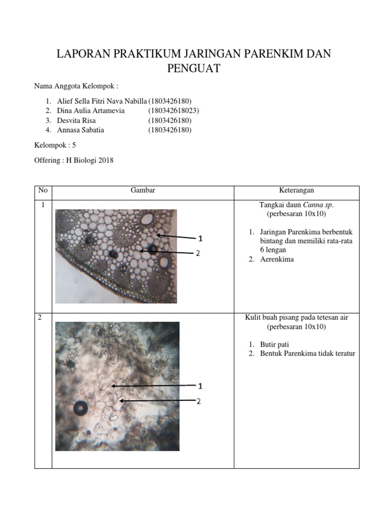 Laporan Praktikum Jaringan Parenkim, Penguat | PDF