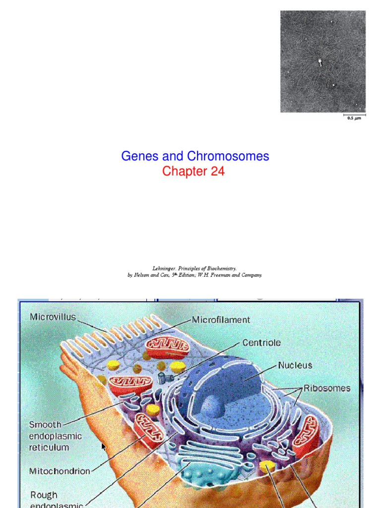 Genes and Chromosomes: Lehninger. Principles of Biochemistry. by Nelson ...