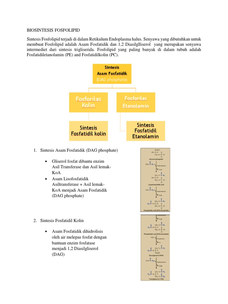 Biosintesis Fosfolipid dan Trigliserida | PDF
