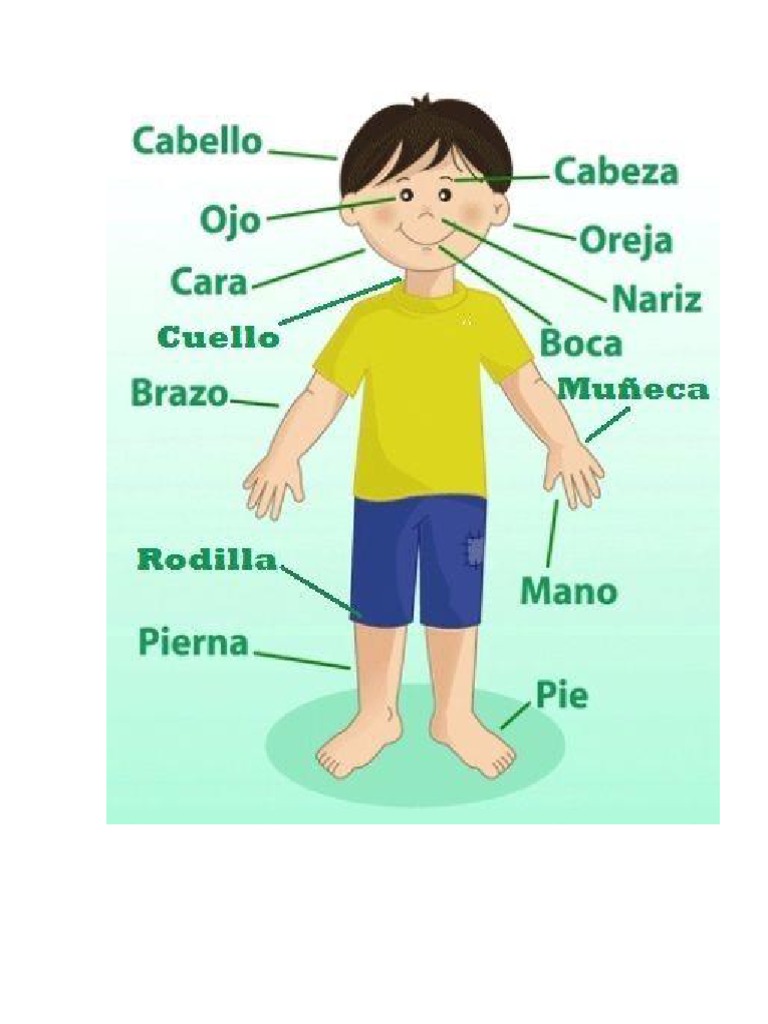 Las Partes Del Cuerpo | PDF