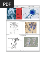 Medio MIO | PDF | Enzima | Química
