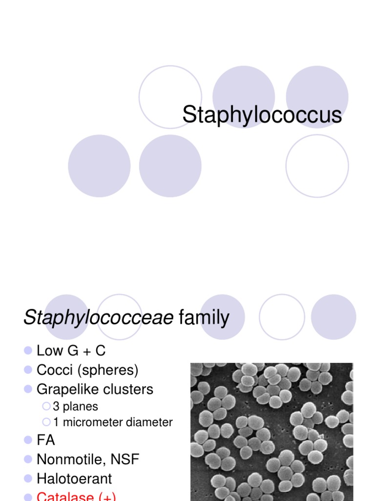 Staphylococcus | PDF | Staphylococcus | Staphylococcus Aureus