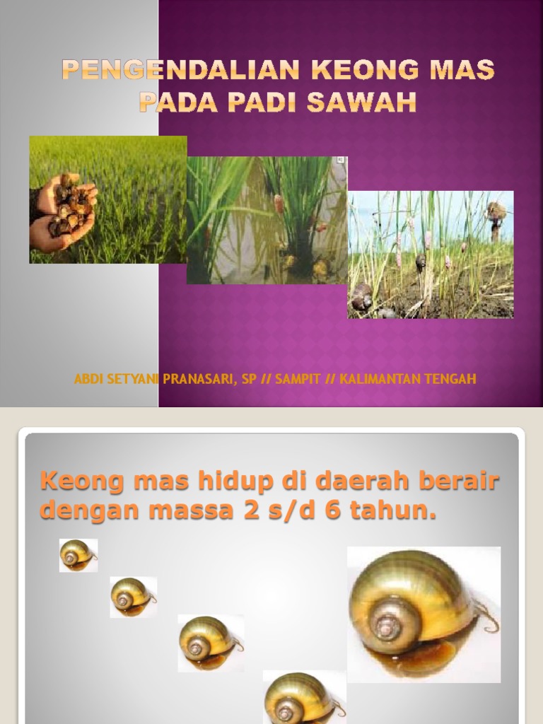 M Power Point Pengendalian Keong Mas | PDF
