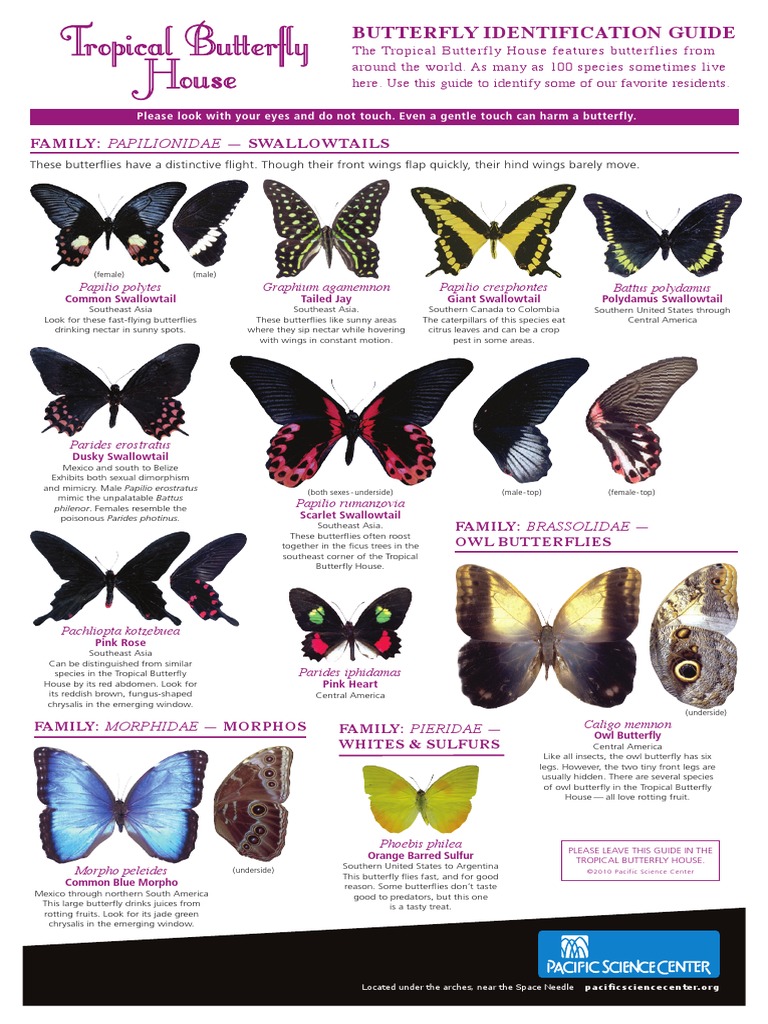 Butterfly Identification Guide | PDF | Butterfly | Mimicry