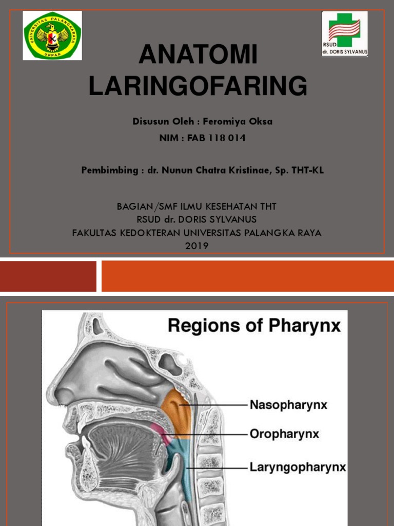 Anatomi Laringofaring | PDF