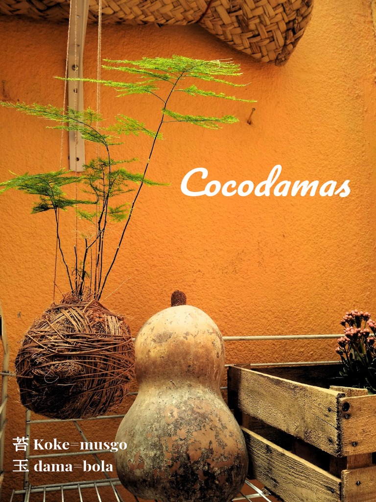 Cocodamas PDF | PDF | Bonsai | Botánica