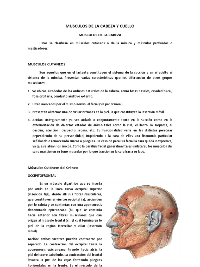 Anatomia I Miologia Musculos De La Cara Y Cuello Youtube