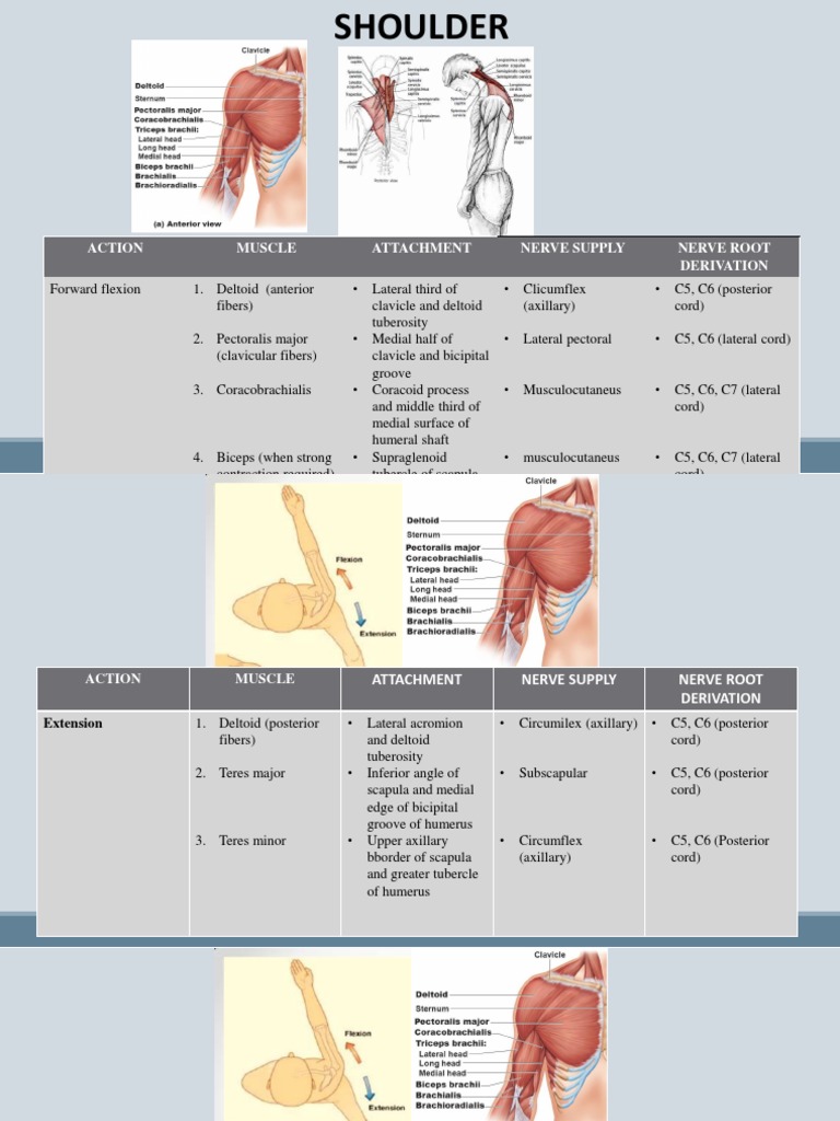 Action Muscle Attachment Nerve Supply Nerve Root Derivation | PDF ...