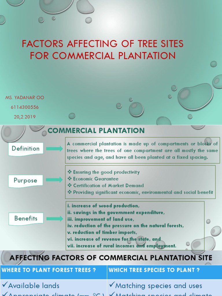 Factors to Consider for Successful Commercial Tree Plantation ...