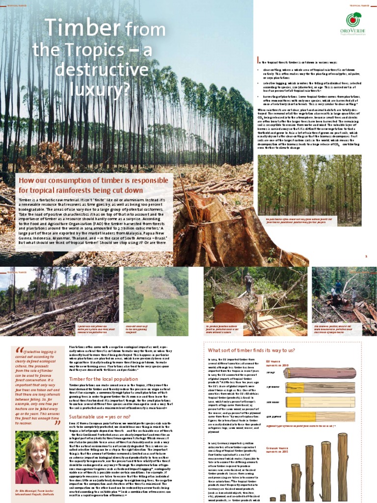 Impact of Tropical Timber Harvesting | PDF | Rainforest | Lumber