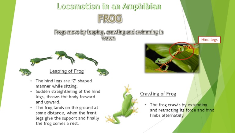 Frogs Move by Leaping, Crawling and Swimming in Water.: Hind Legs | PDF