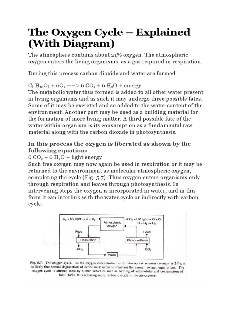 The Oxygen Cycle - Explained (With Diagram) : in This Process The ...