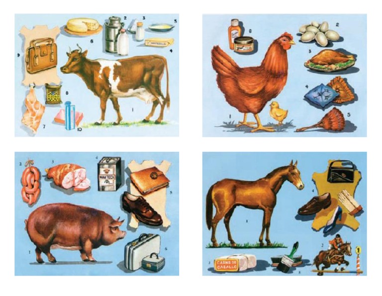 Derivados de Vaca, Gallina, Cerdo y Caballo
