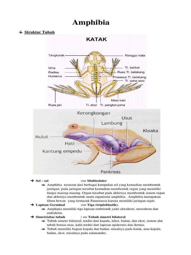 Struktur dan Sistem Amfibi Katak | PDF