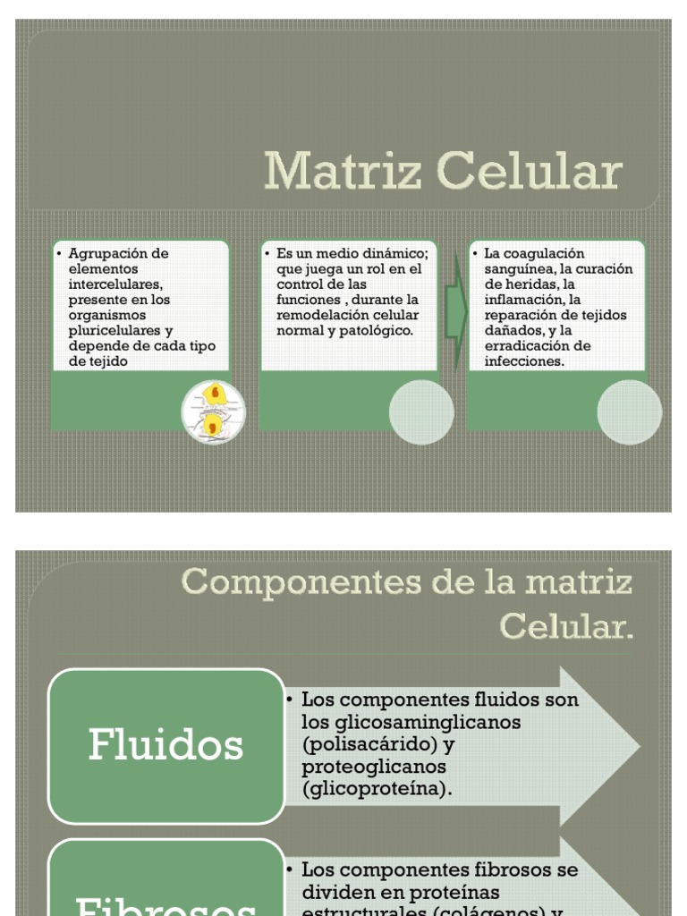 Matriz Celular | PDF | Biología Celular) | Membrana celular