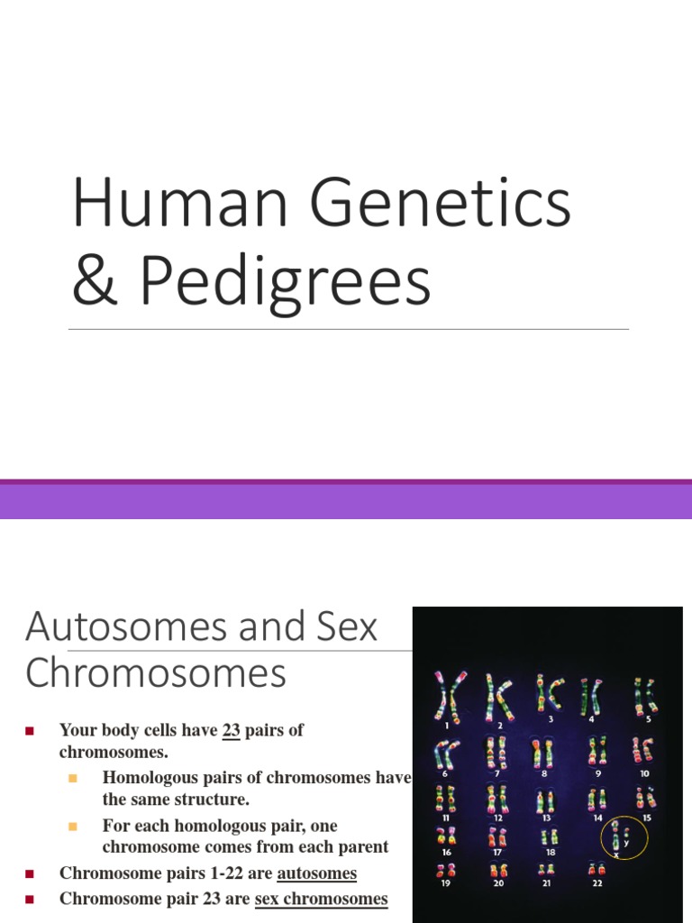 Genetic Inheritance Patterns Explained | PDF | Chromosome | Genetic Linkage
