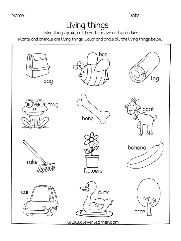 Living Things Pre K Worksheets | PDF