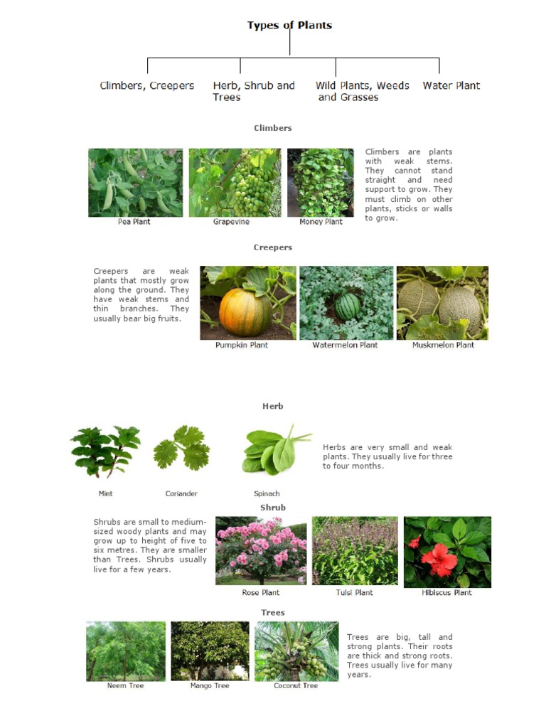Types of Plants: Climbers, Creepers, Herbs | PDF | Plants | Trees