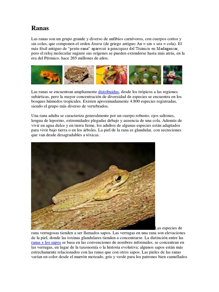 Tipos de Ranas | PDF | Anfibio | Rana