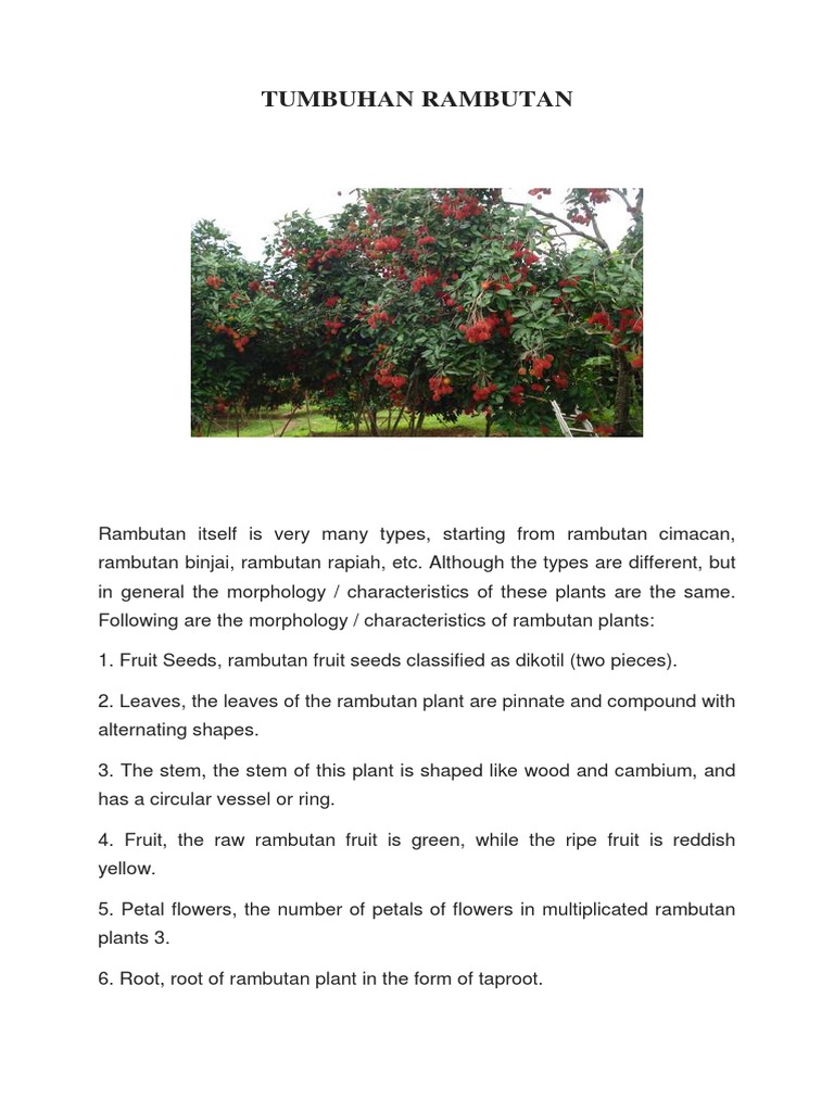 Tumbuhan Rambutan | PDF | Plants | Horticulture And Gardening