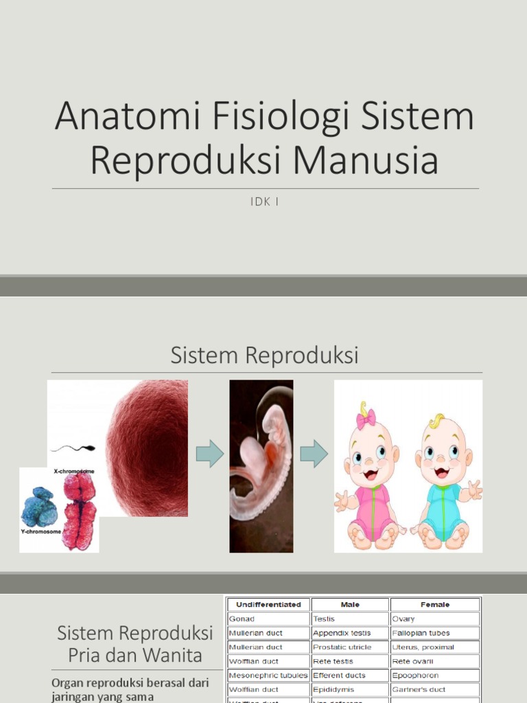 Anatomi Fisiologi Sistem Reproduksi Manusia