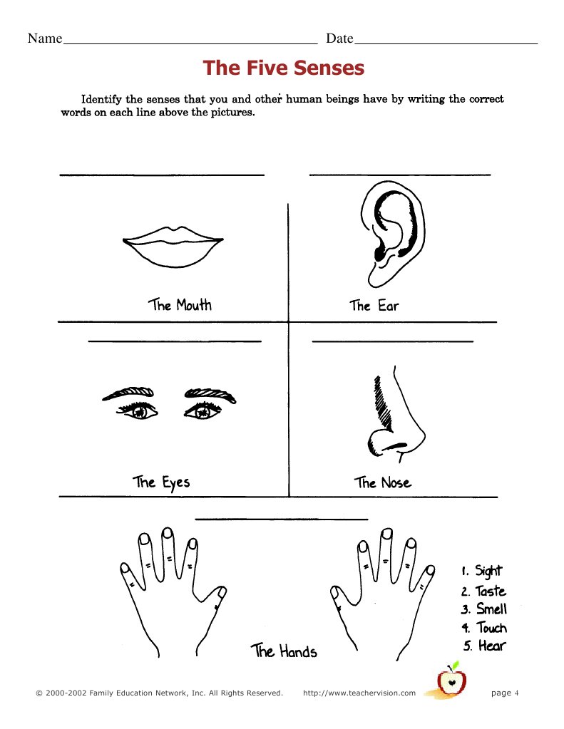 The Five Senses | PDF