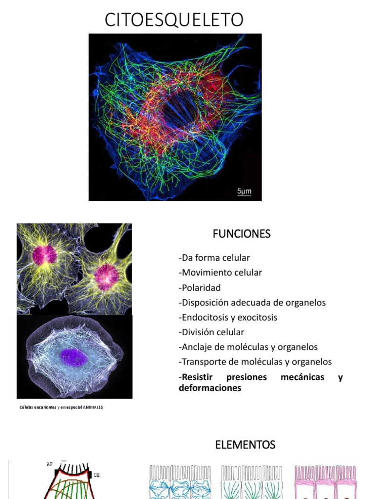CITOESQUELETO | Télécharger gratuitement PDF | Actina | Microtúbulos