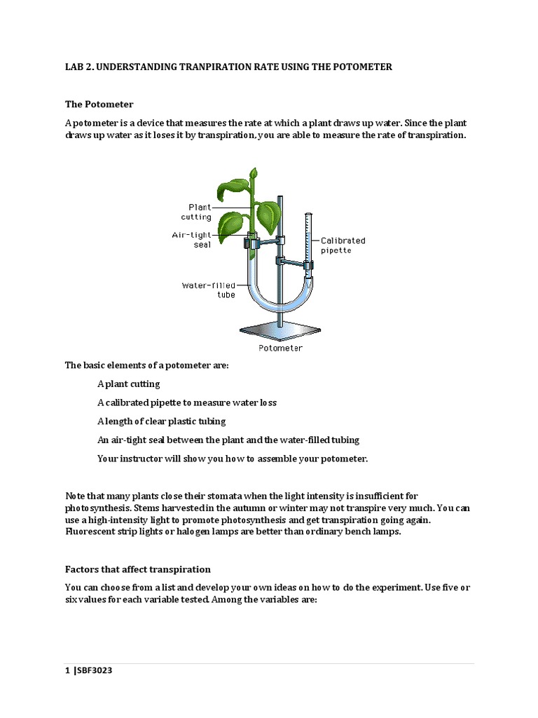 The Potometer | PDF | Leaf | Stoma