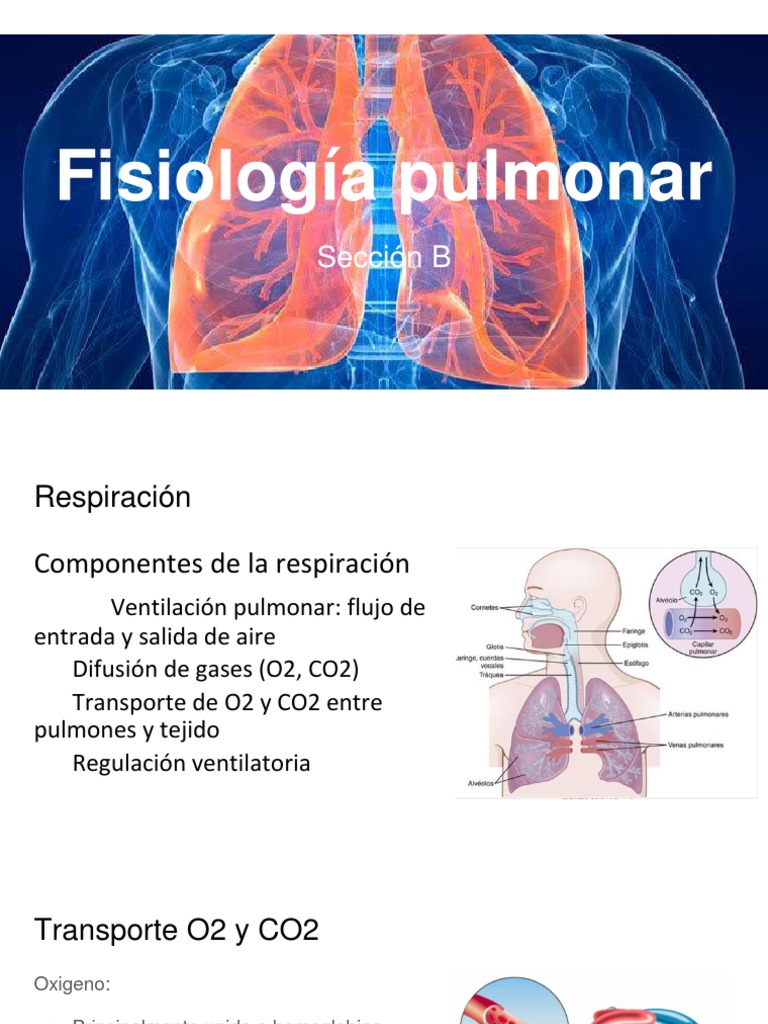 Fisiología Pulmonar | Pulmón | Respiración