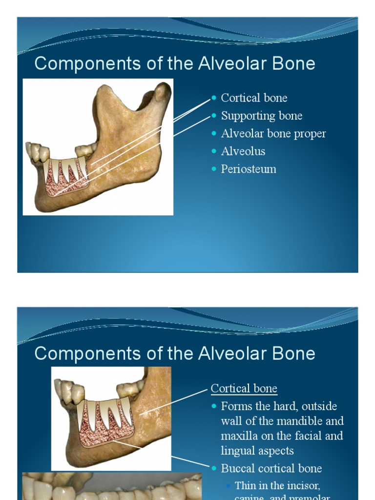 04 Periodontal Morphology Components of The Alveolar Bone | PDF ...