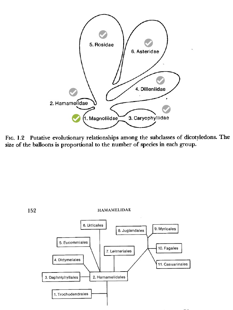 HAMAMELIDAE | PDF