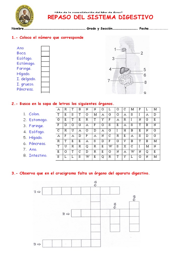 Actividades sobre el Sistema Digestivo | PDF