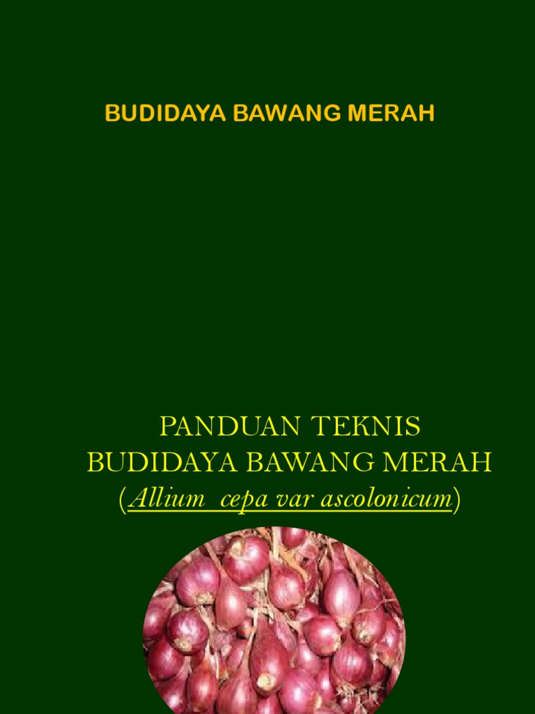 Dokumen - Tips - Panduan Teknis Budidaya Bawang Merah Allium Cepa Var Ascolonicum | PDF
