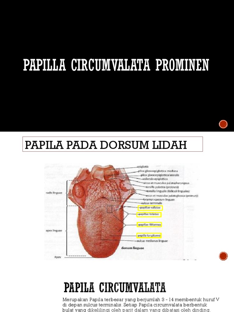 Papila Circumvallata pada Lidah | PDF