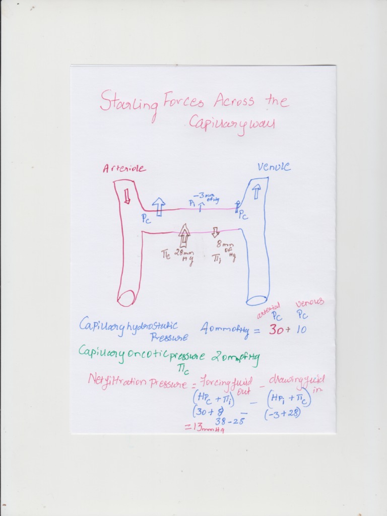 Starling Forces Across The Capillary Wall | PDF | Cardiovascular ...