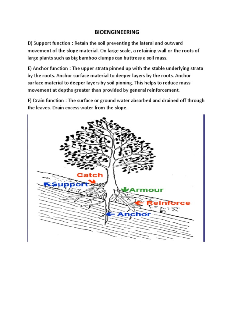 Bioengineering | PDF | Drainage | Soil