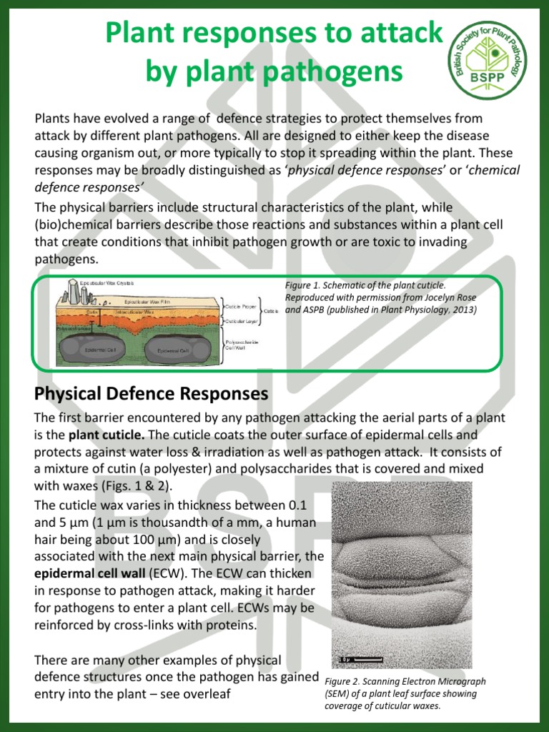 Plant Defences GCSE | PDF | Tissue (Biology) | Plants
