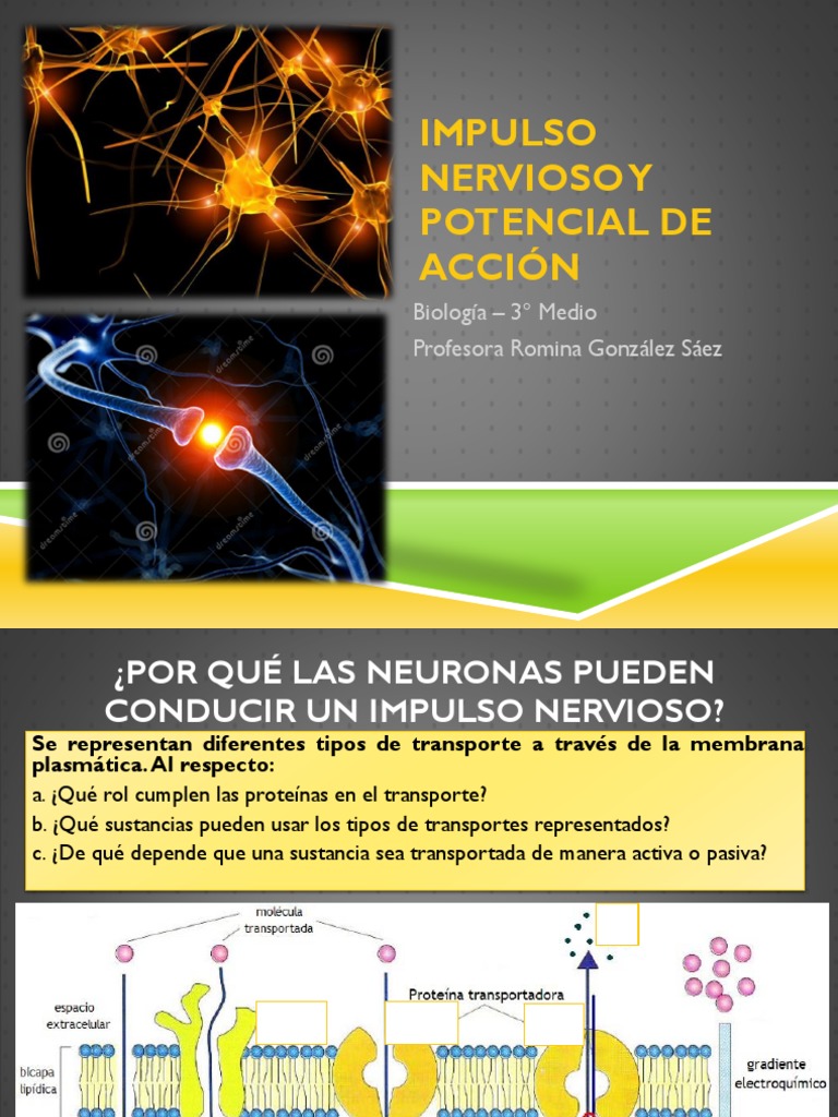 Sinapsis E Impulso Nervioso Pdf Potencial De Acción Sinapsis