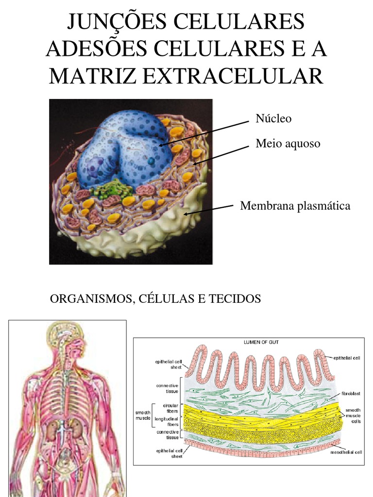 Juncoes e Adesao Celular e Matriz Extracelular | Matriz Extracelular ...