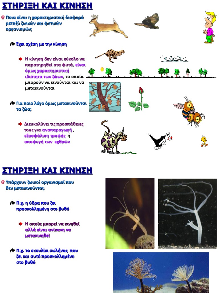 ΣΤΗΡΙΞΗ ΚΑΙ ΚΙΝΗΣΗ 1 | PDF