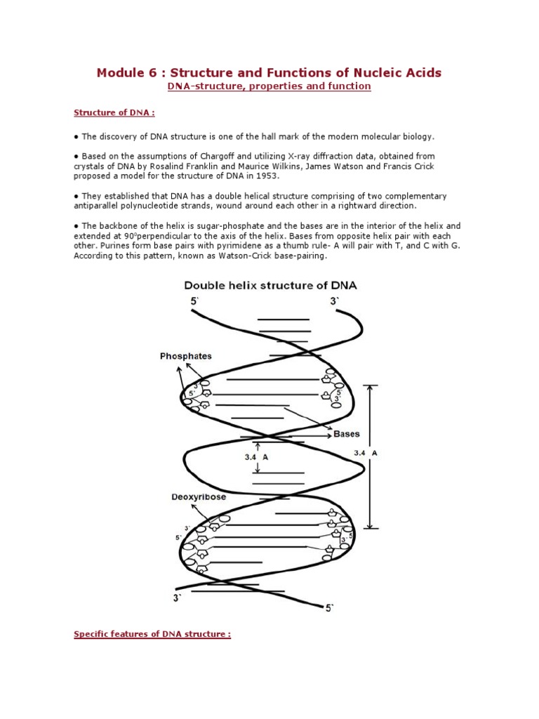 Structure and Functions of Nucleic Acids | PDF | Nucleic Acid Double ...