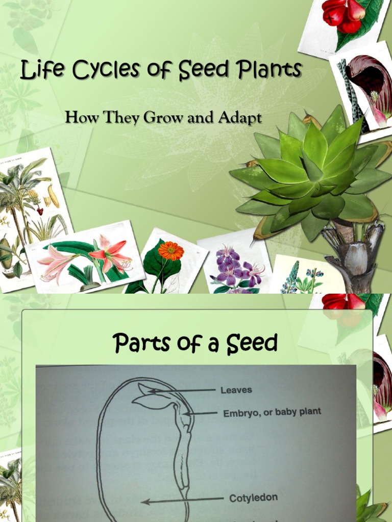 Exploring How Physical and Behavioral Adaptations Allow Organisms to ...