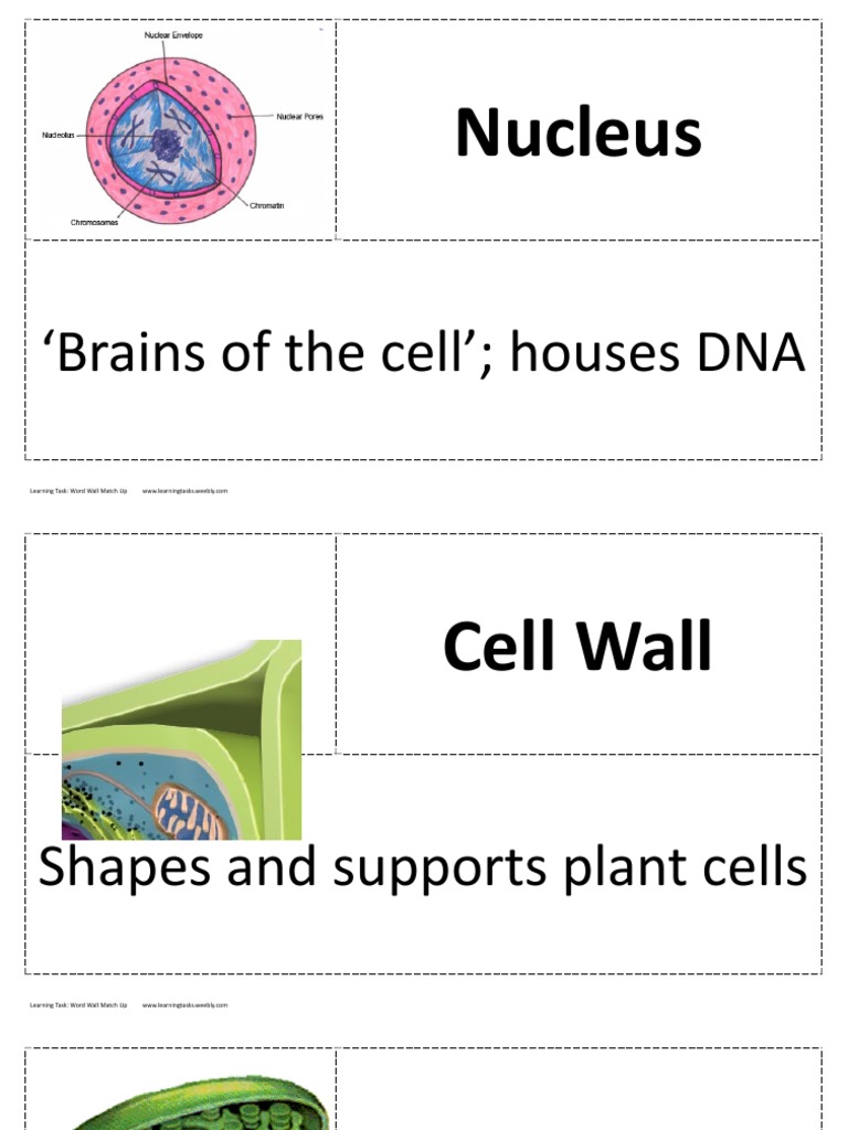 Cell Organelles Word Wall Quiz | PDF | Home & Garden